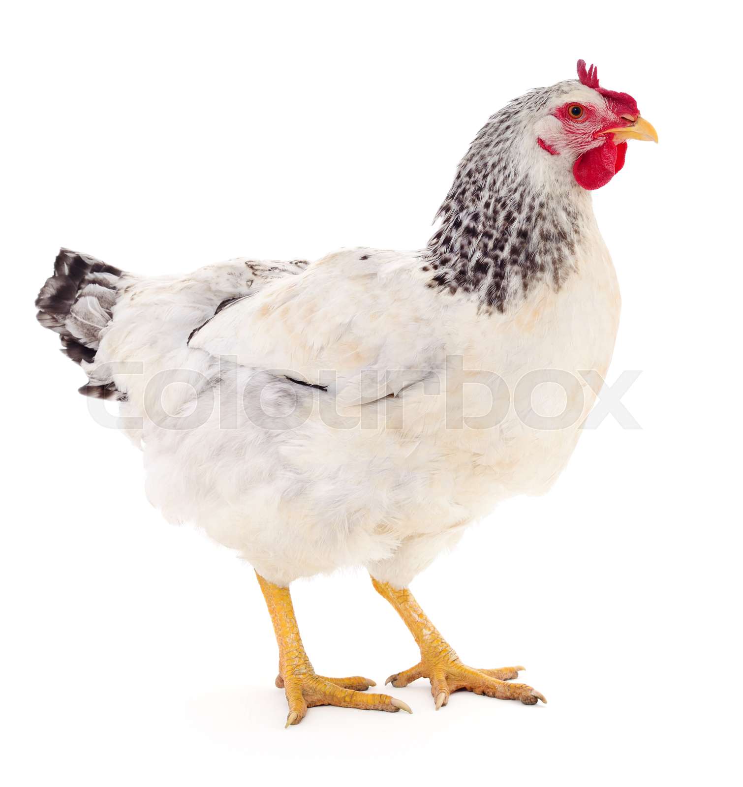 White hen isolated. | Stock image | Colourbox