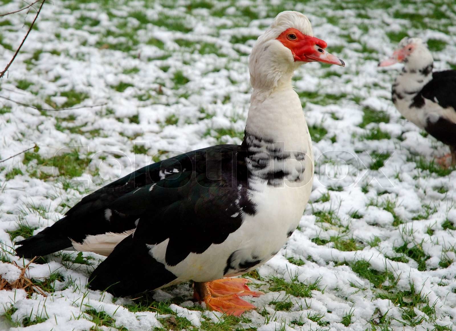 En Han Moskusand / Muskovy | Stock foto | Colourbox