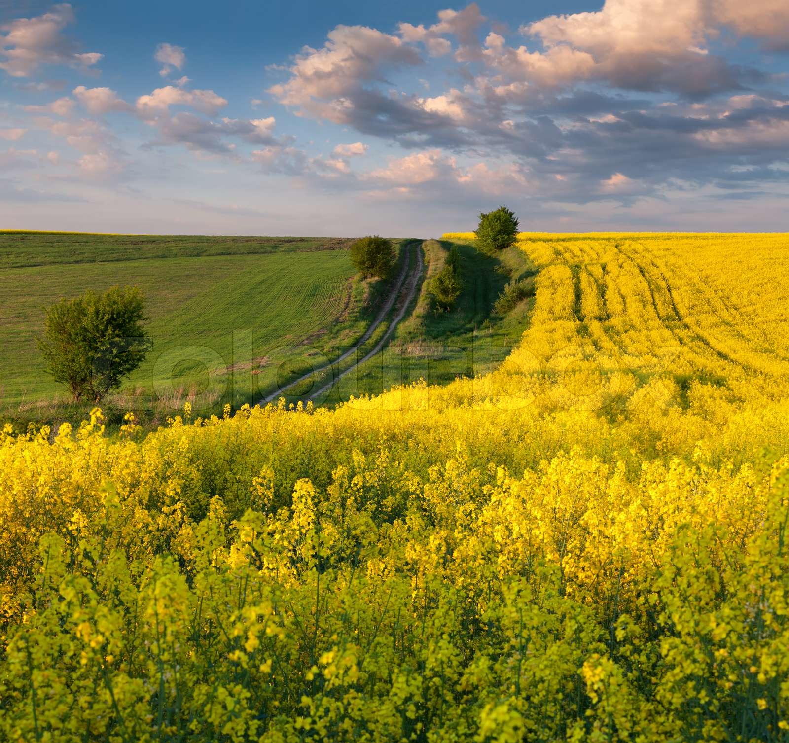 Summer Landscape with a field of yellow flowers | Stock image | Colourbox