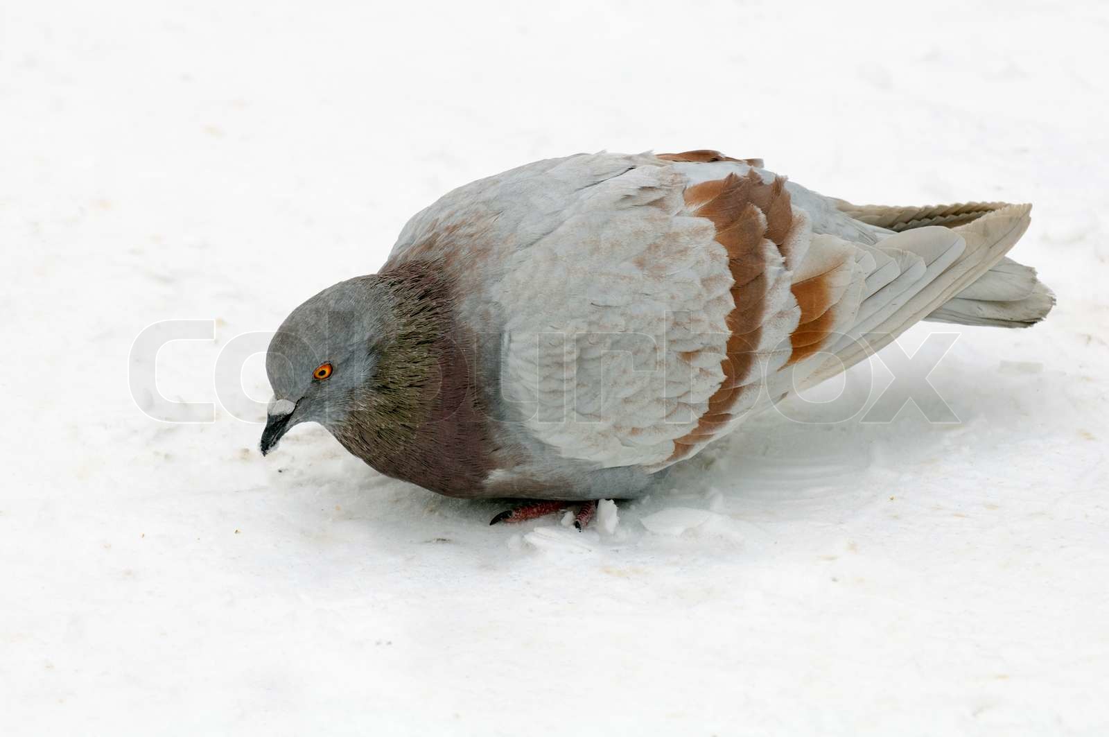Pigeon Eating Bread Crumbs in Winter | Stock image | Colourbox