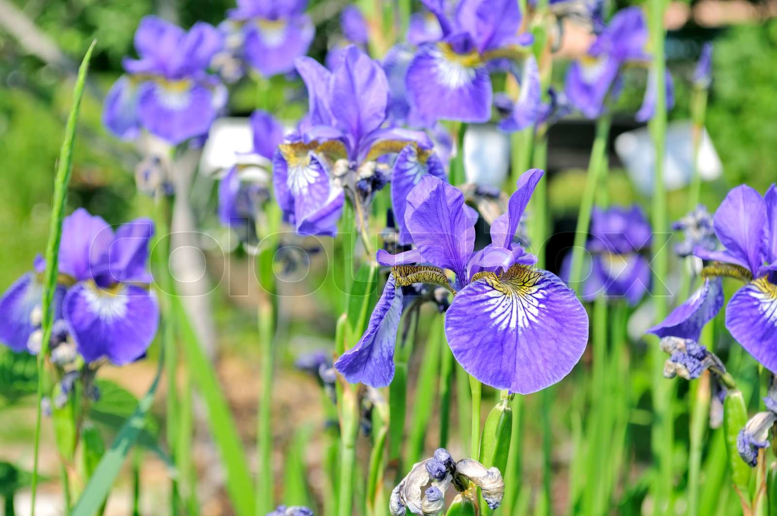 Lilla Iris Blomster på Flower Bed | Stock foto | Colourbox