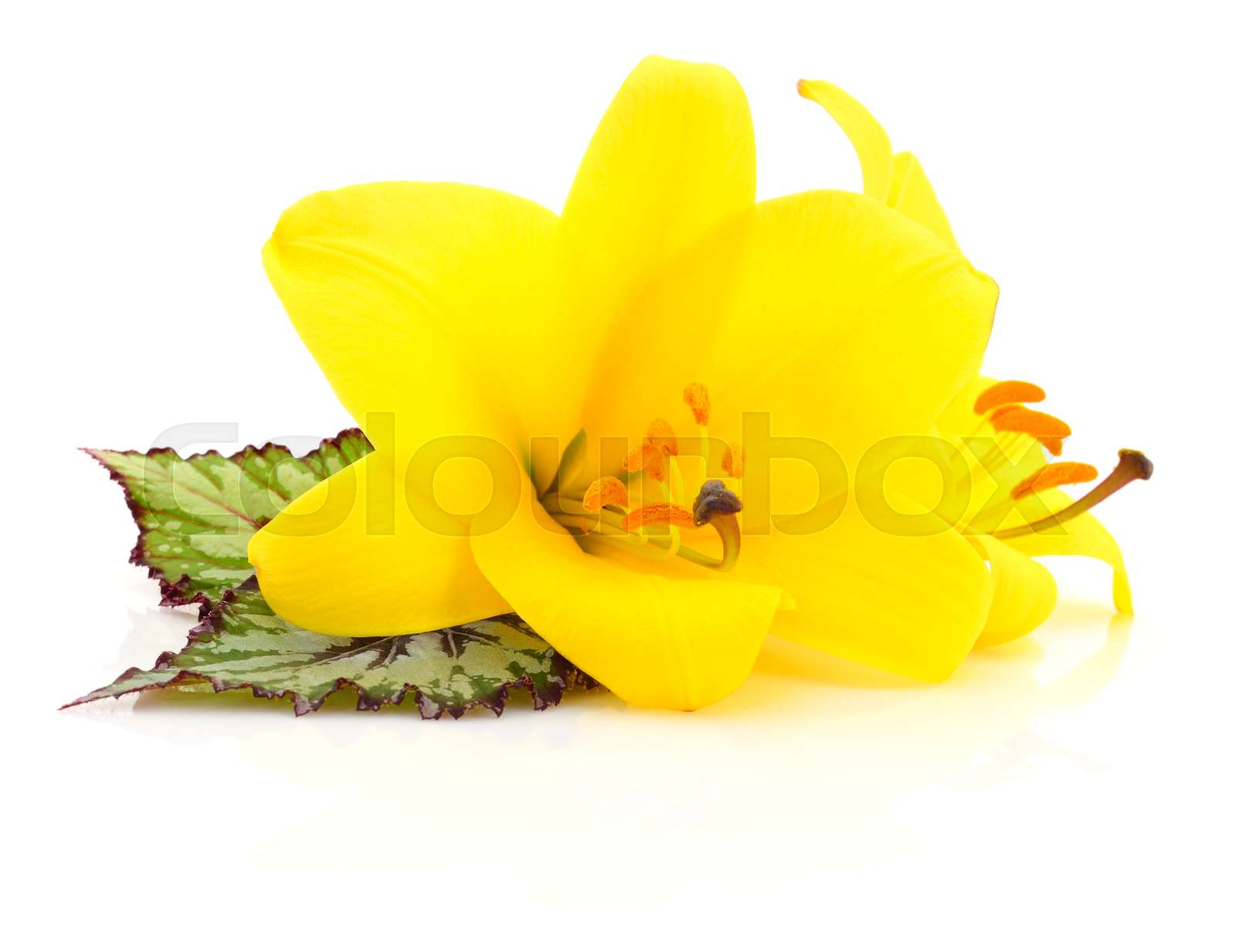 yellow flowers isolated | Stock image | Colourbox