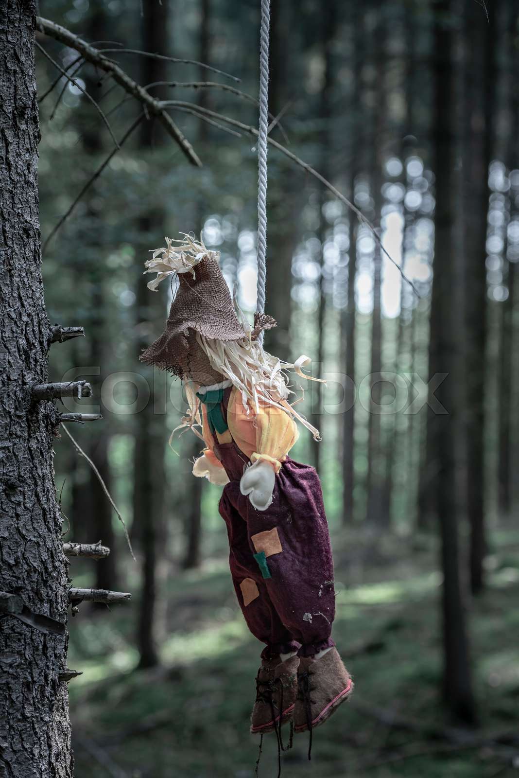 Scary toy hanged with a rope from a tree | Stock image | Colourbox