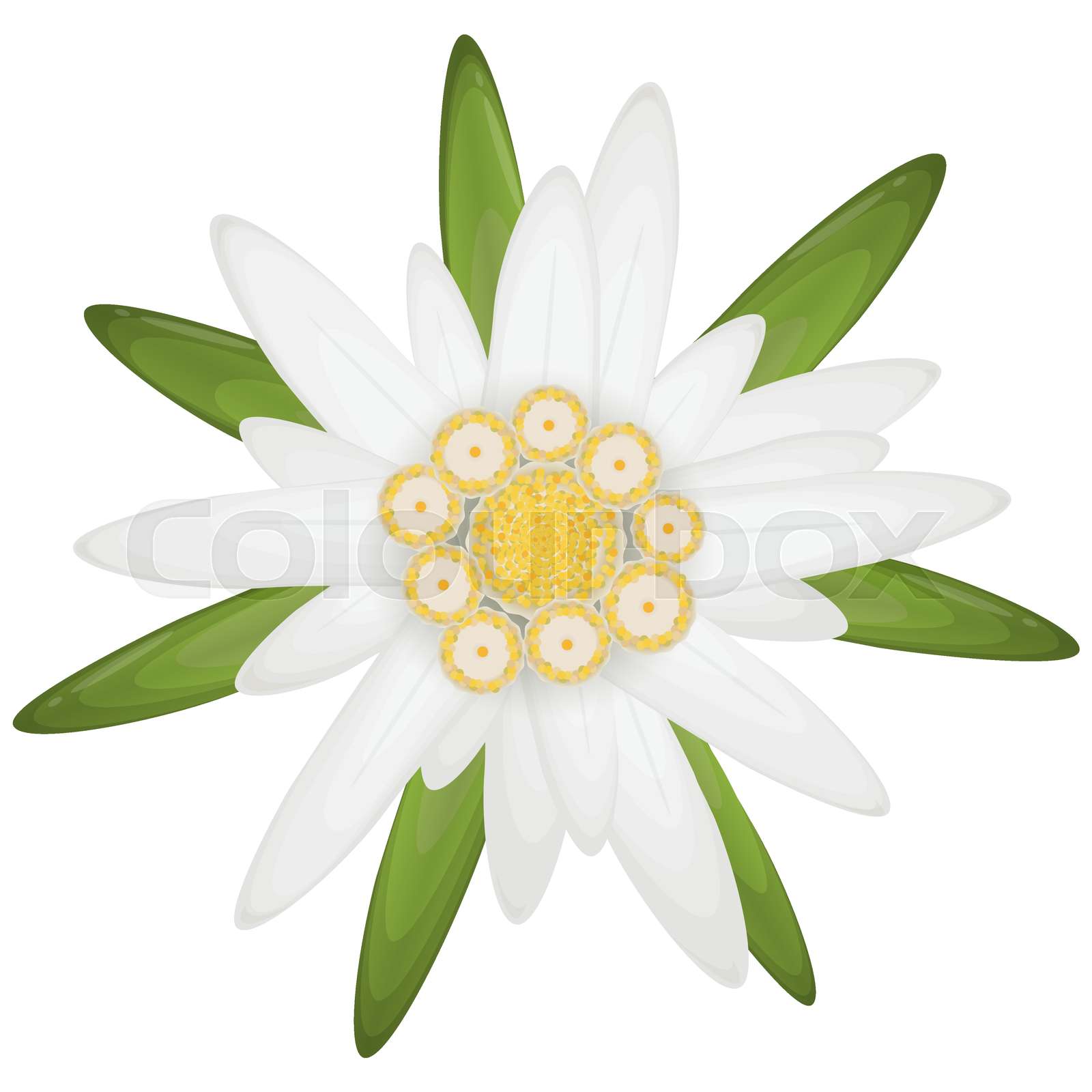 edelweiss flower symbol | Stock vector | Colourbox