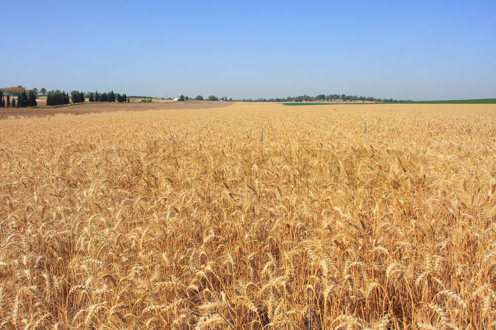Horizontal oriented image of wheat field ready for harvesting under ...