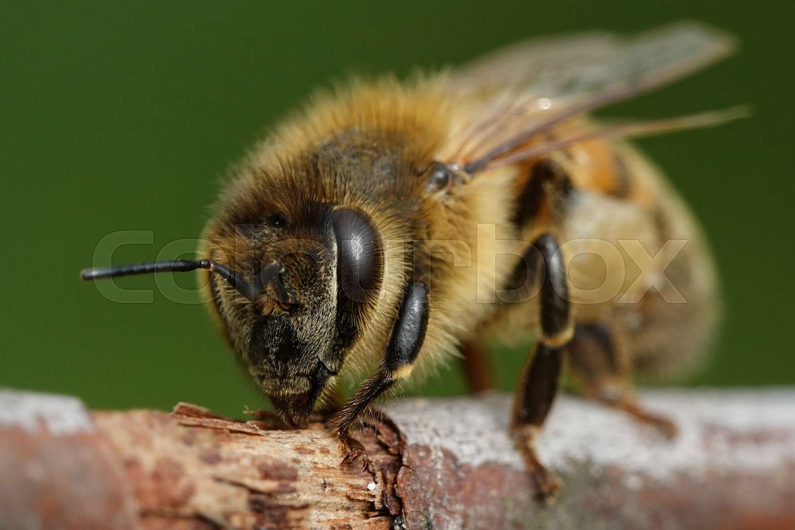 European honey bee (Apis mellifera) | Stock image | Colourbox