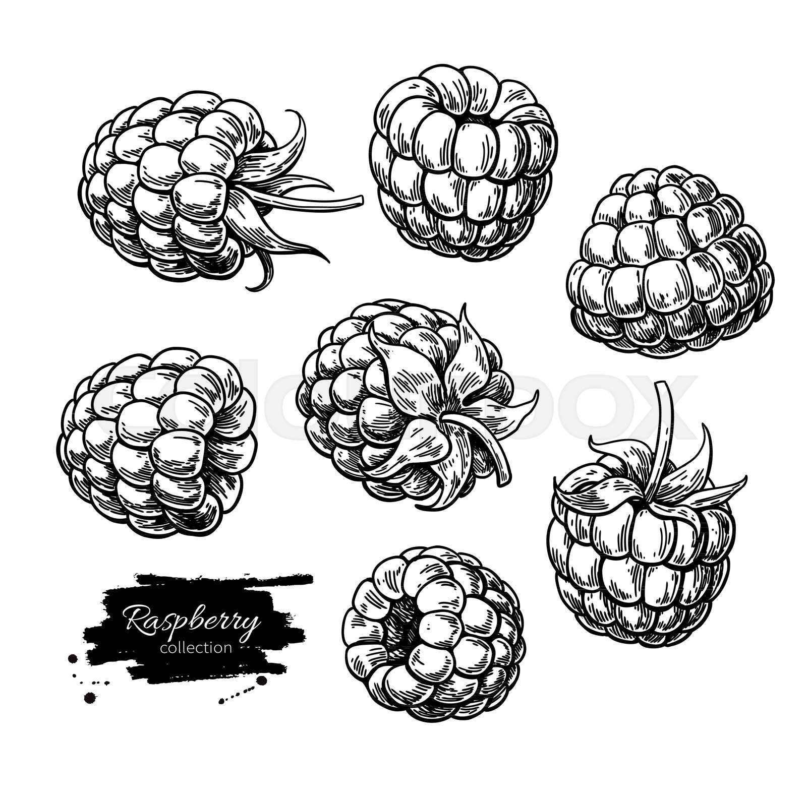 Raspberry vector drawing. Isolated berry branch sketch on white | Stock ...