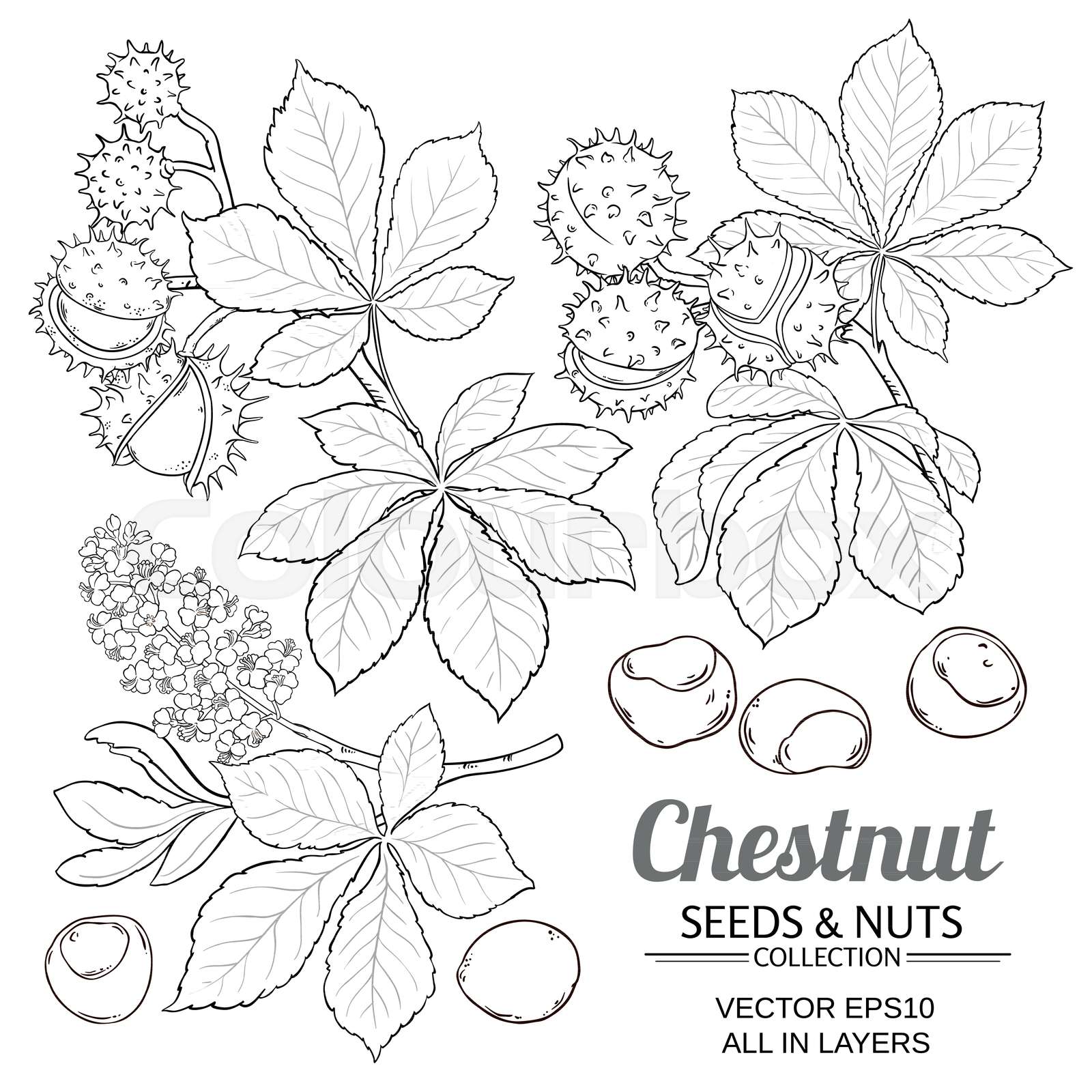 chestnut vector isolated | Stock vector | Colourbox