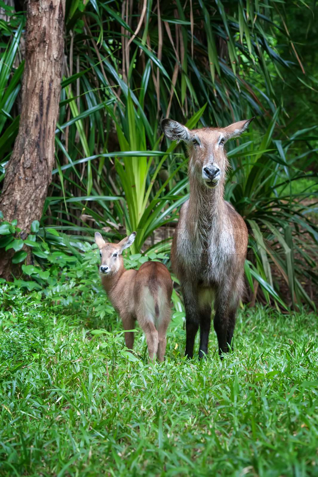 Baby Waterbuck