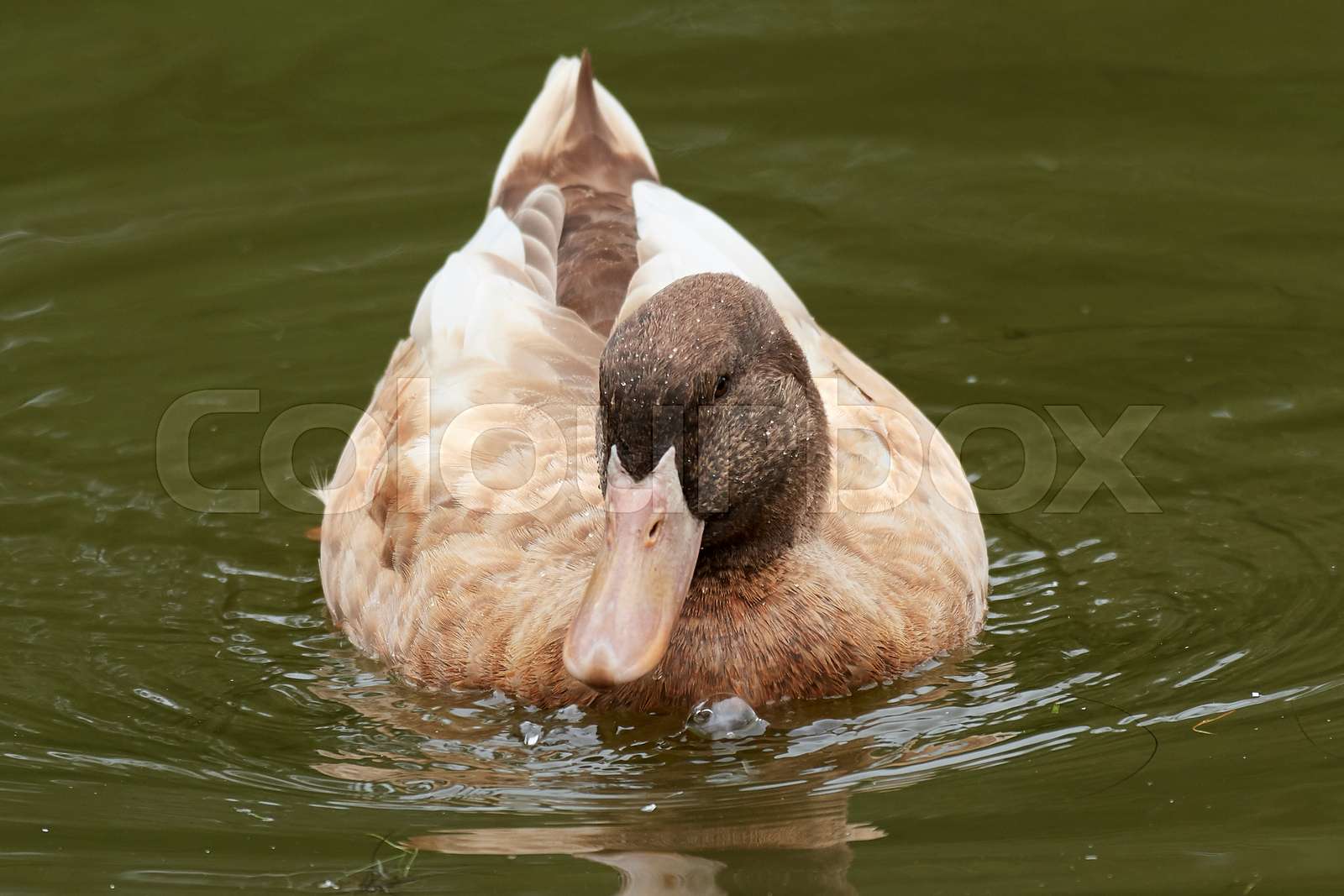 Swedish Yellow duck | Stock image | Colourbox