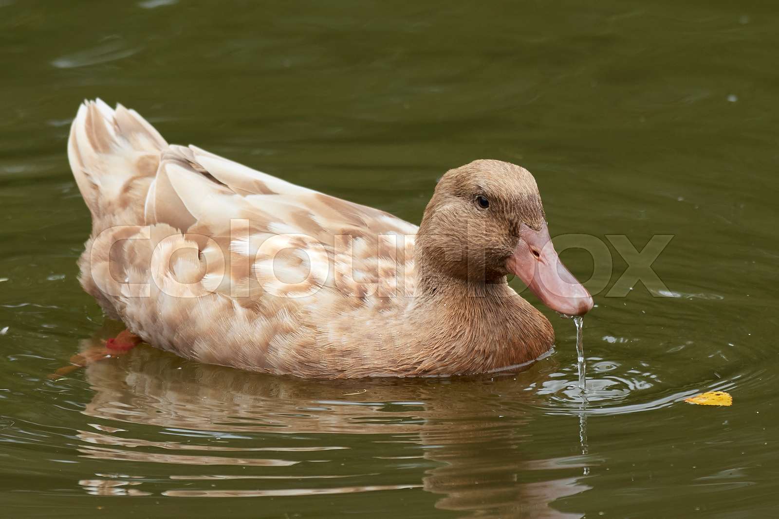 Swedish Yellow duck | Stock image | Colourbox