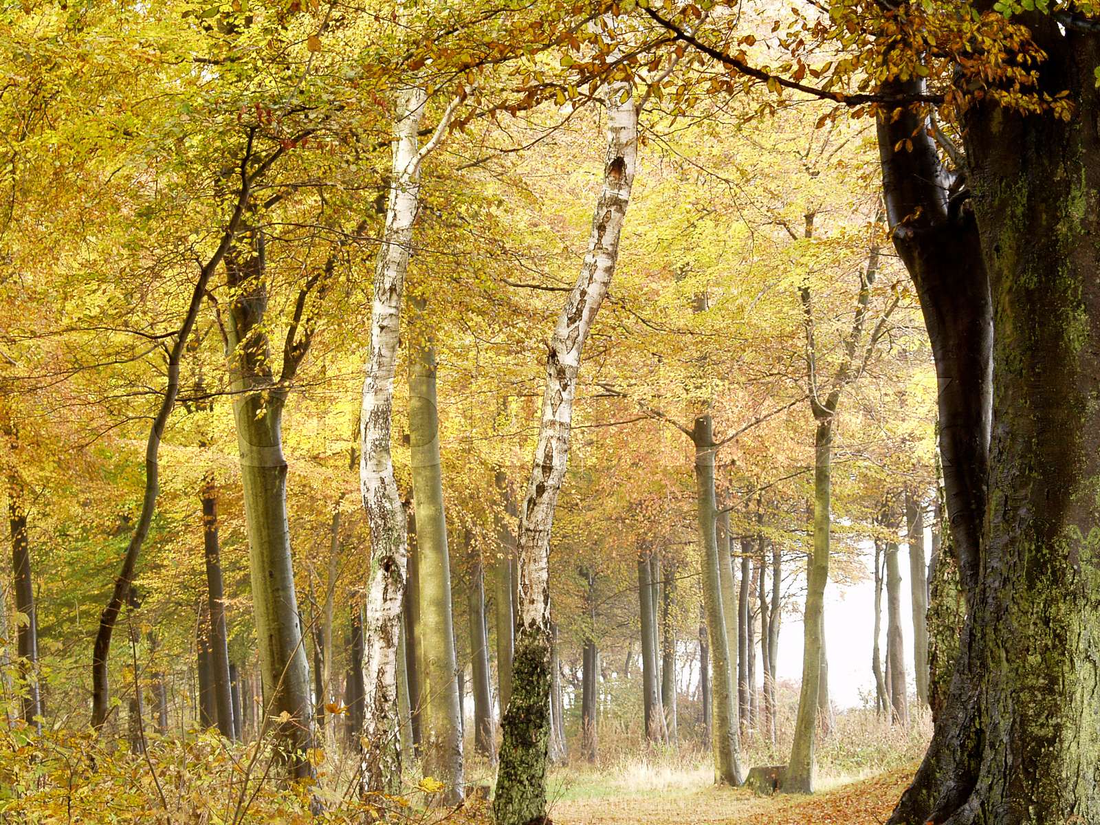 Hornbæk plantage in 2003 | Stock image | Colourbox