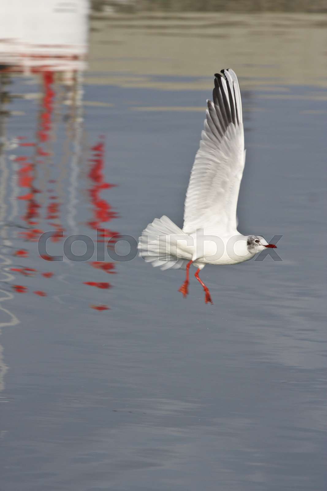 Seagull | Stock image | Colourbox