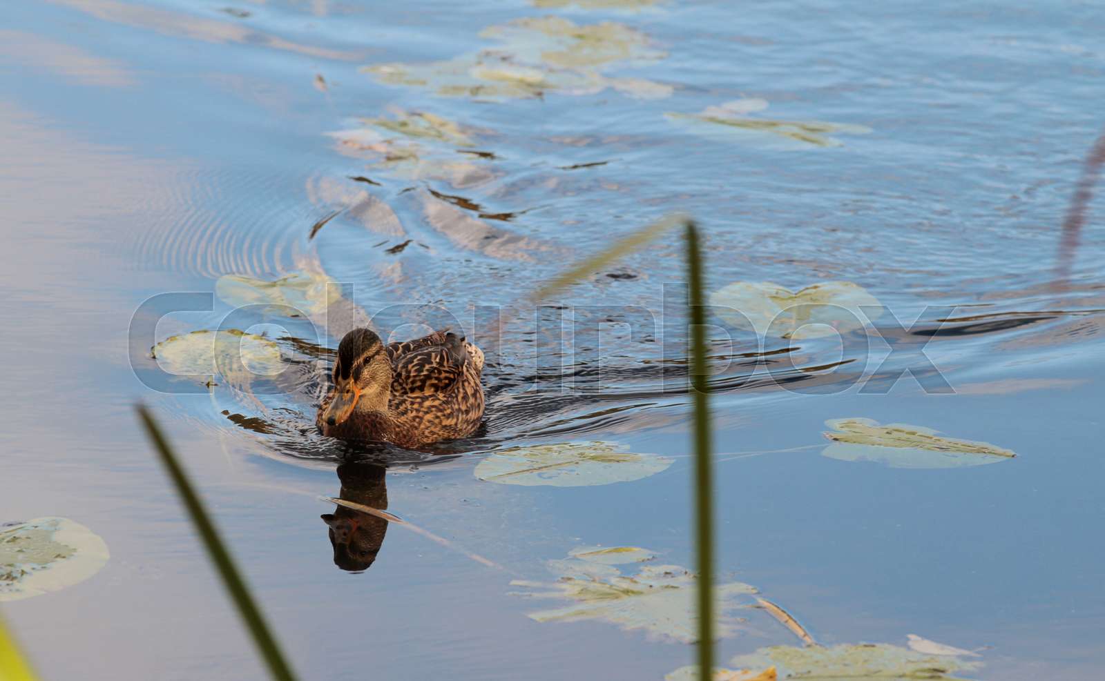 Ducks | Stock image | Colourbox