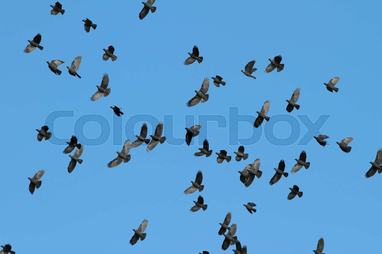 vögel, flattern, tier | Stock Bild | Colourbox