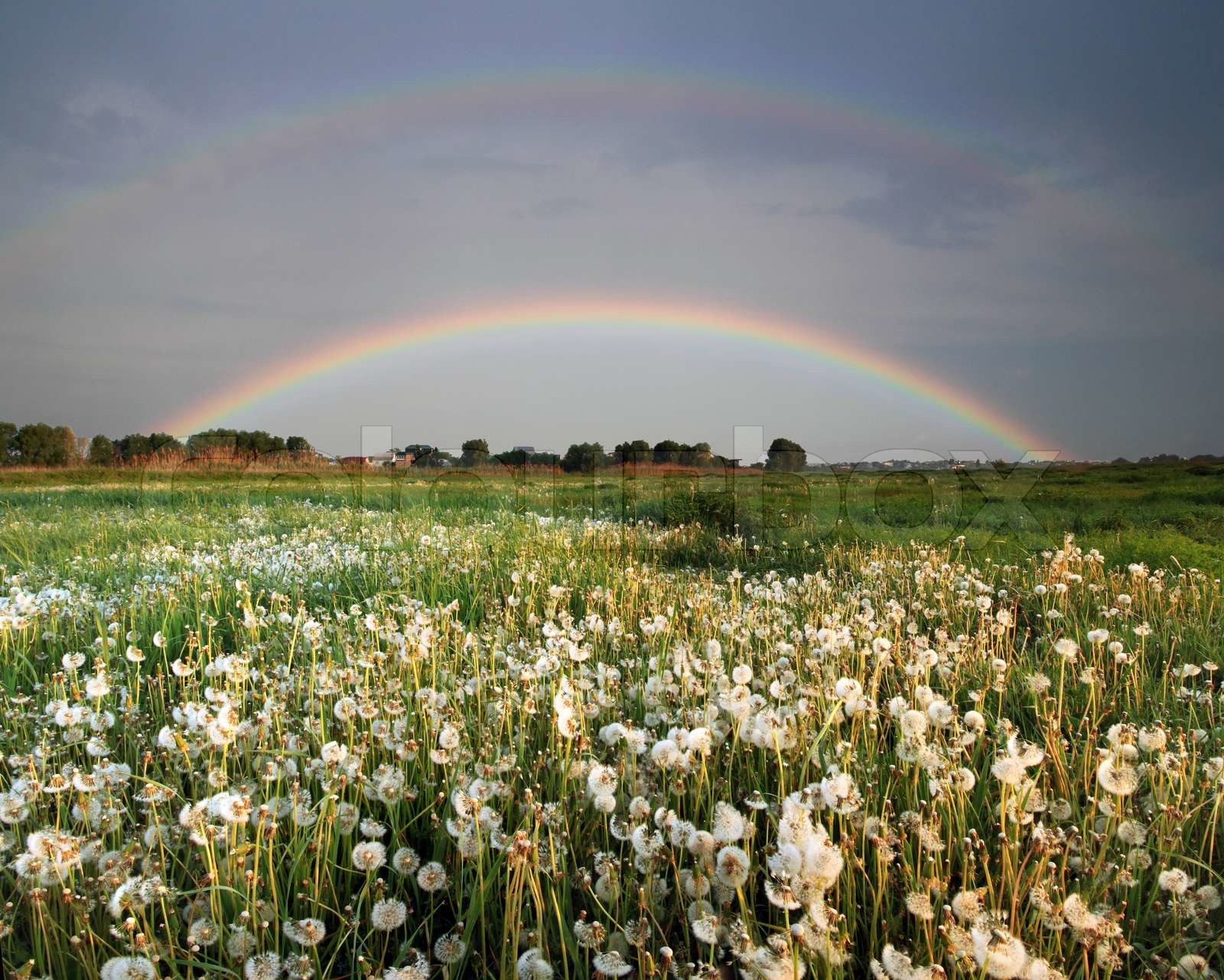 Rainbow over the field with flowers | Stock image | Colourbox