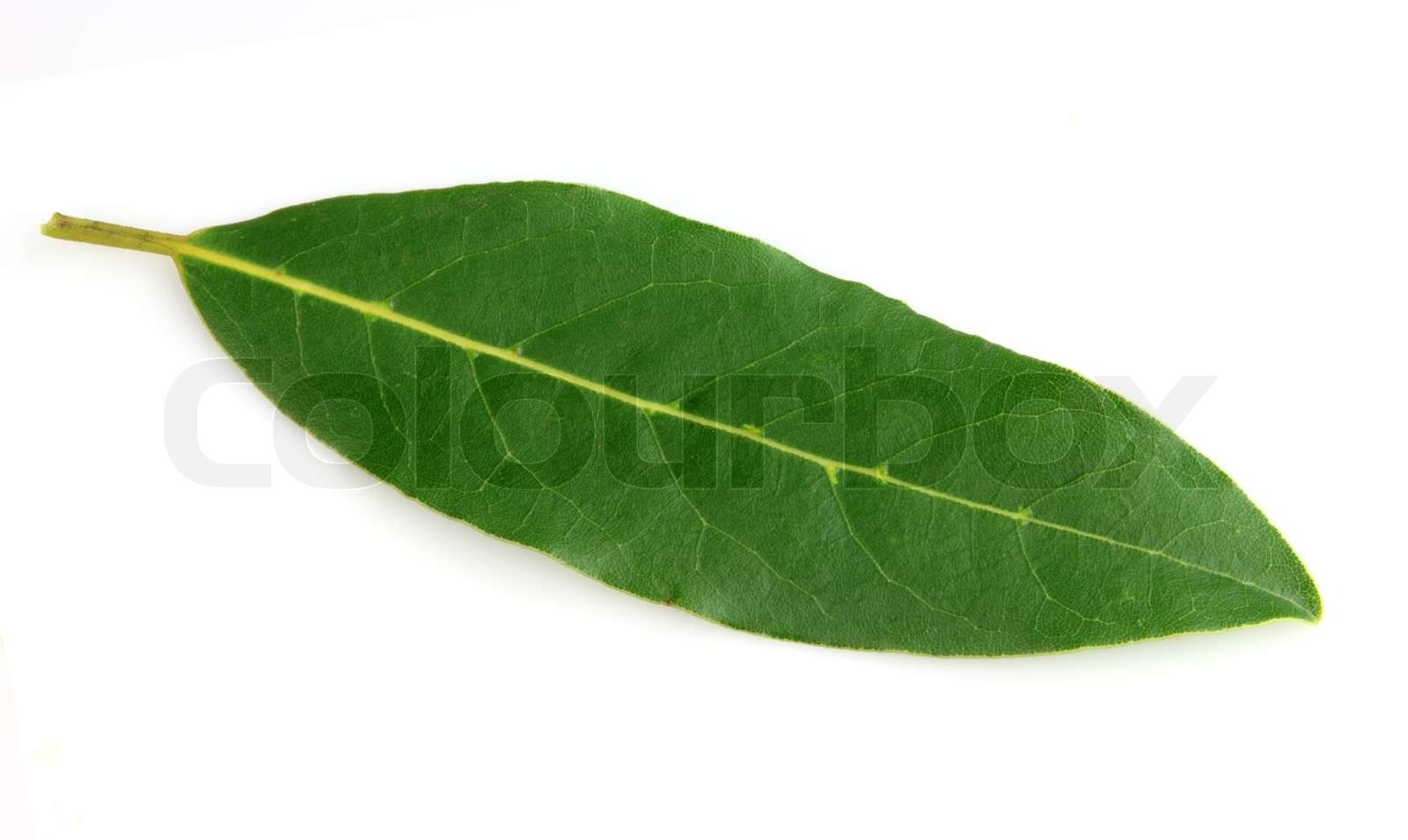 One leaves of bay | Stock image | Colourbox