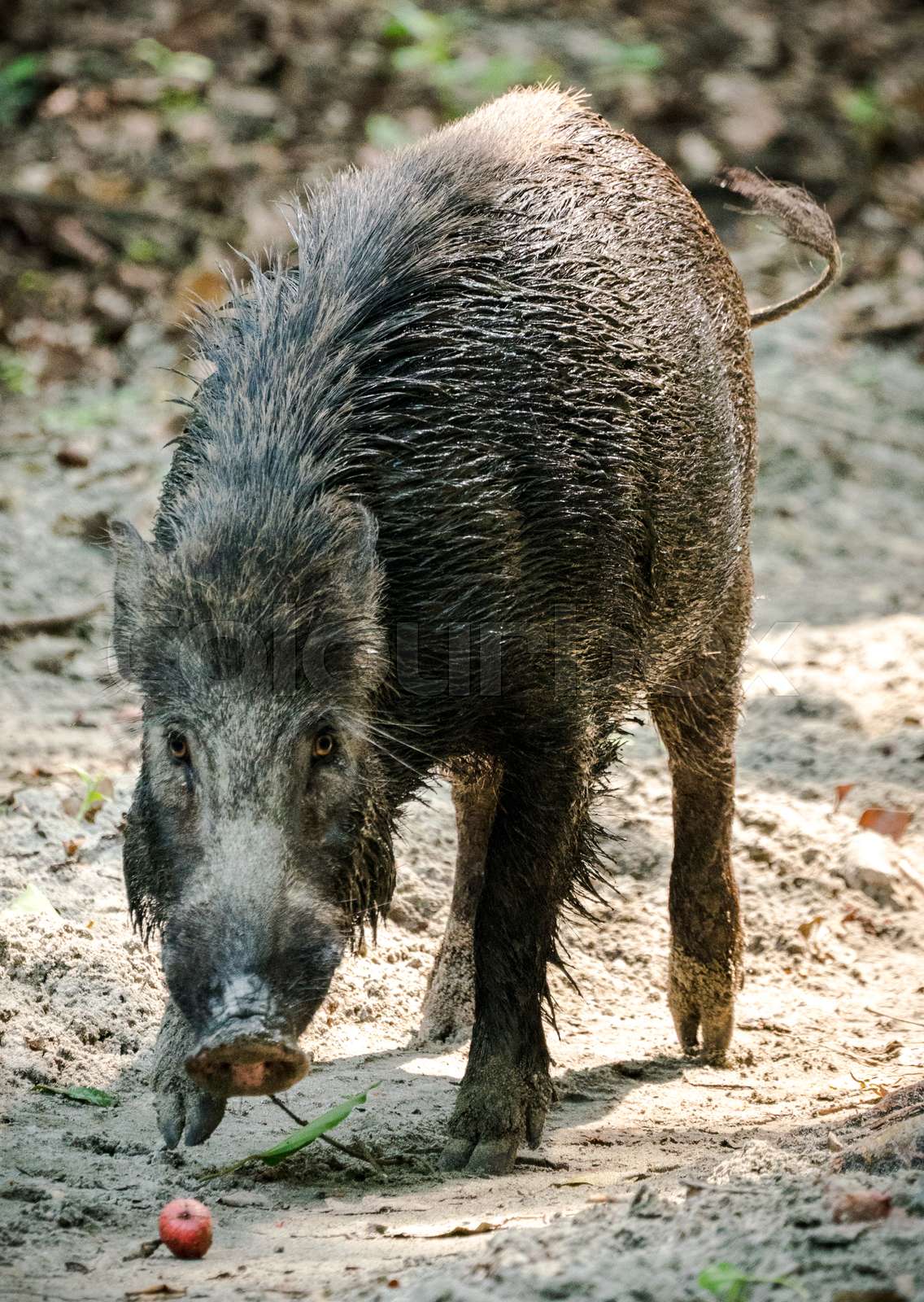 Wild boar male feeding in the jungle | Stock image | Colourbox