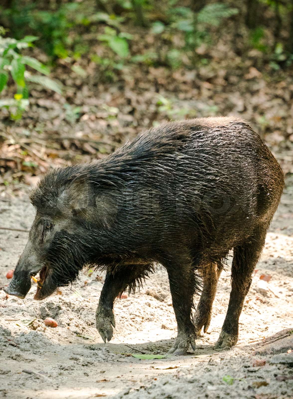 Wild boar male feeding in the jungle | Stock image | Colourbox