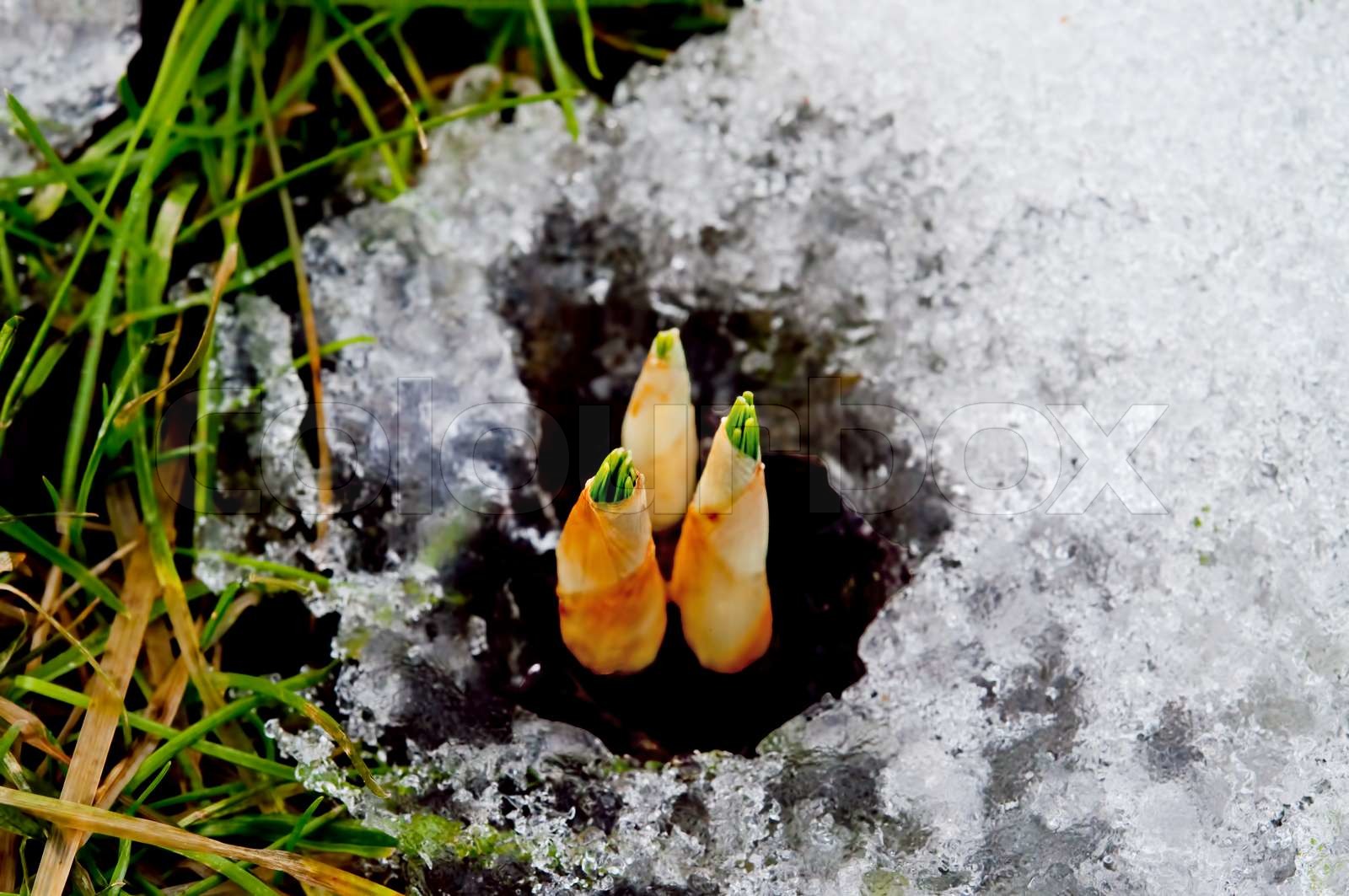 Crocus sprouts in the lawn with melting snow in spring | Stock image ...