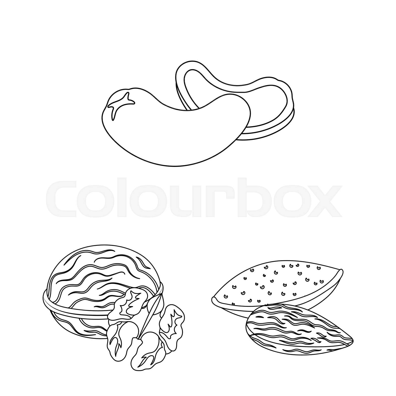 Different kinds of nuts outline icons in set collection for design.Nut ...