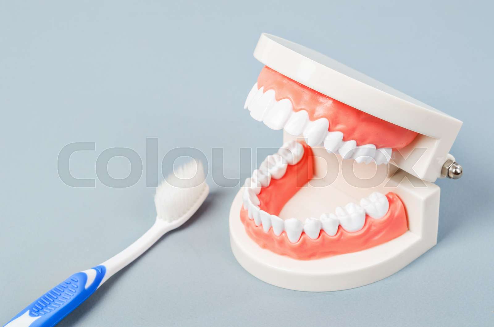 White teeth model and toothbursh. | Stock image | Colourbox
