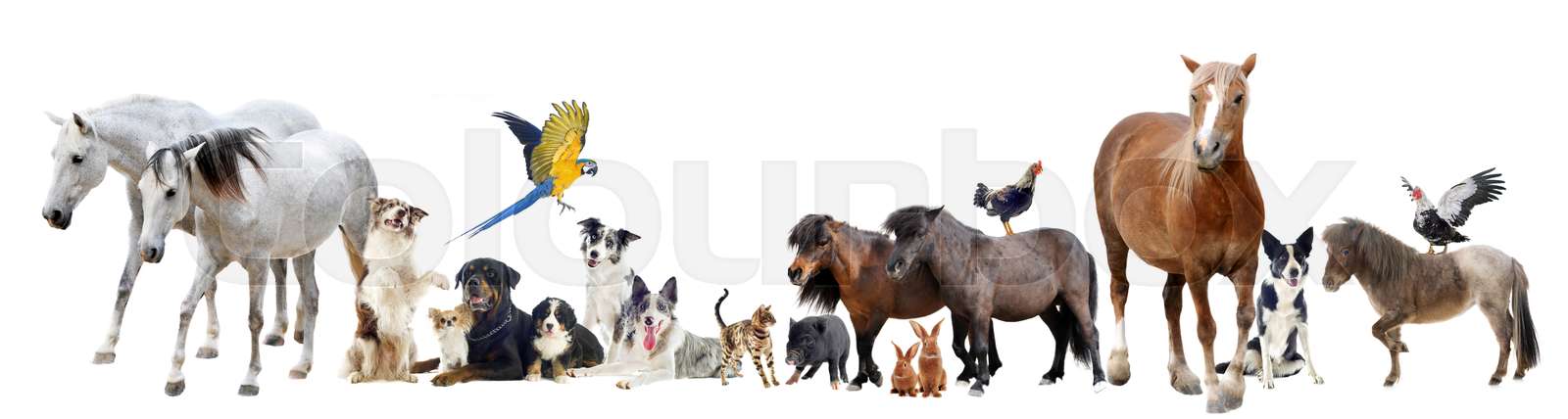 Group Of Domestic Animals