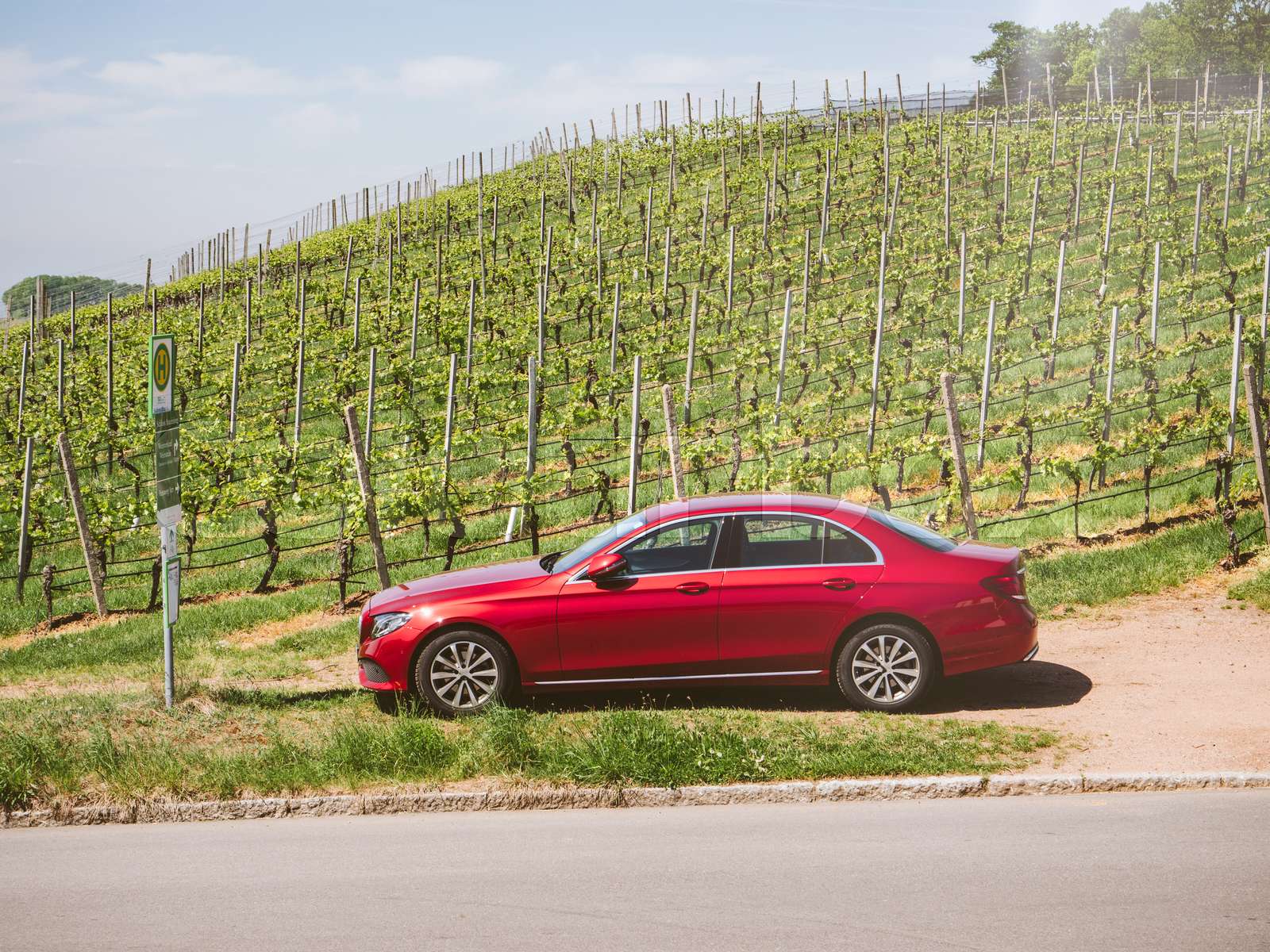 Red car on roadside with growing grapes | Stock image | Colourbox