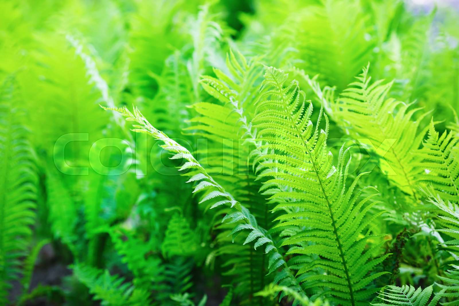 Bright green fern | Stock image | Colourbox