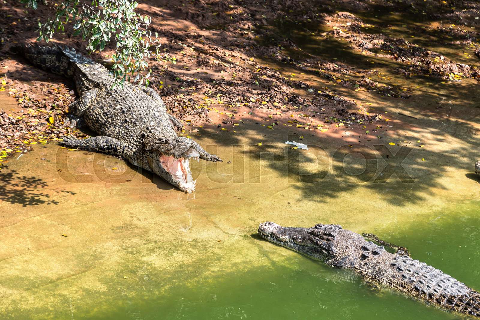 Crocodile in river | Stock image | Colourbox