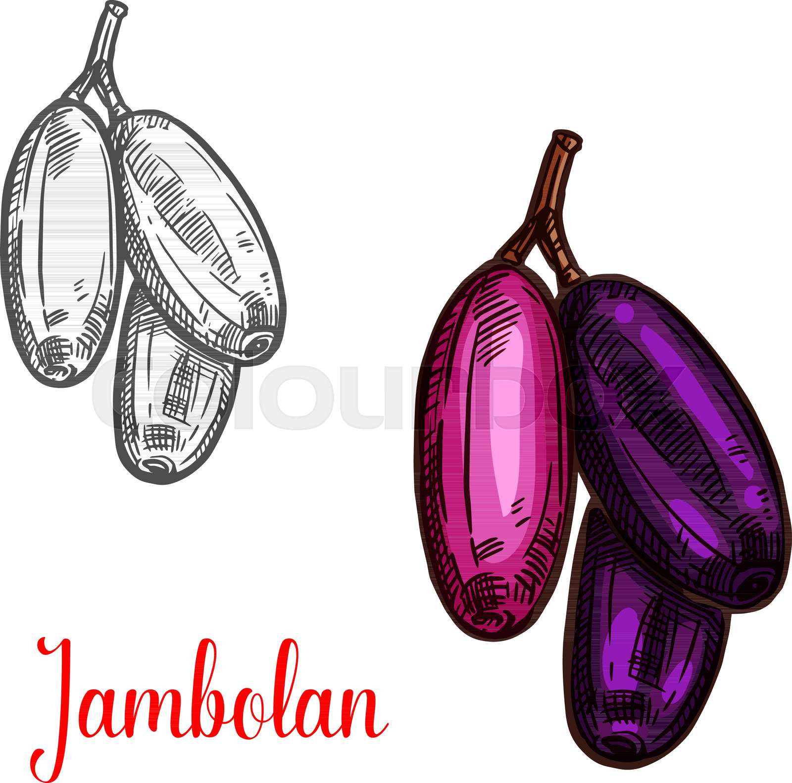 Jambolan or java plum fruit sketch of exotic berry | Stock vector ...