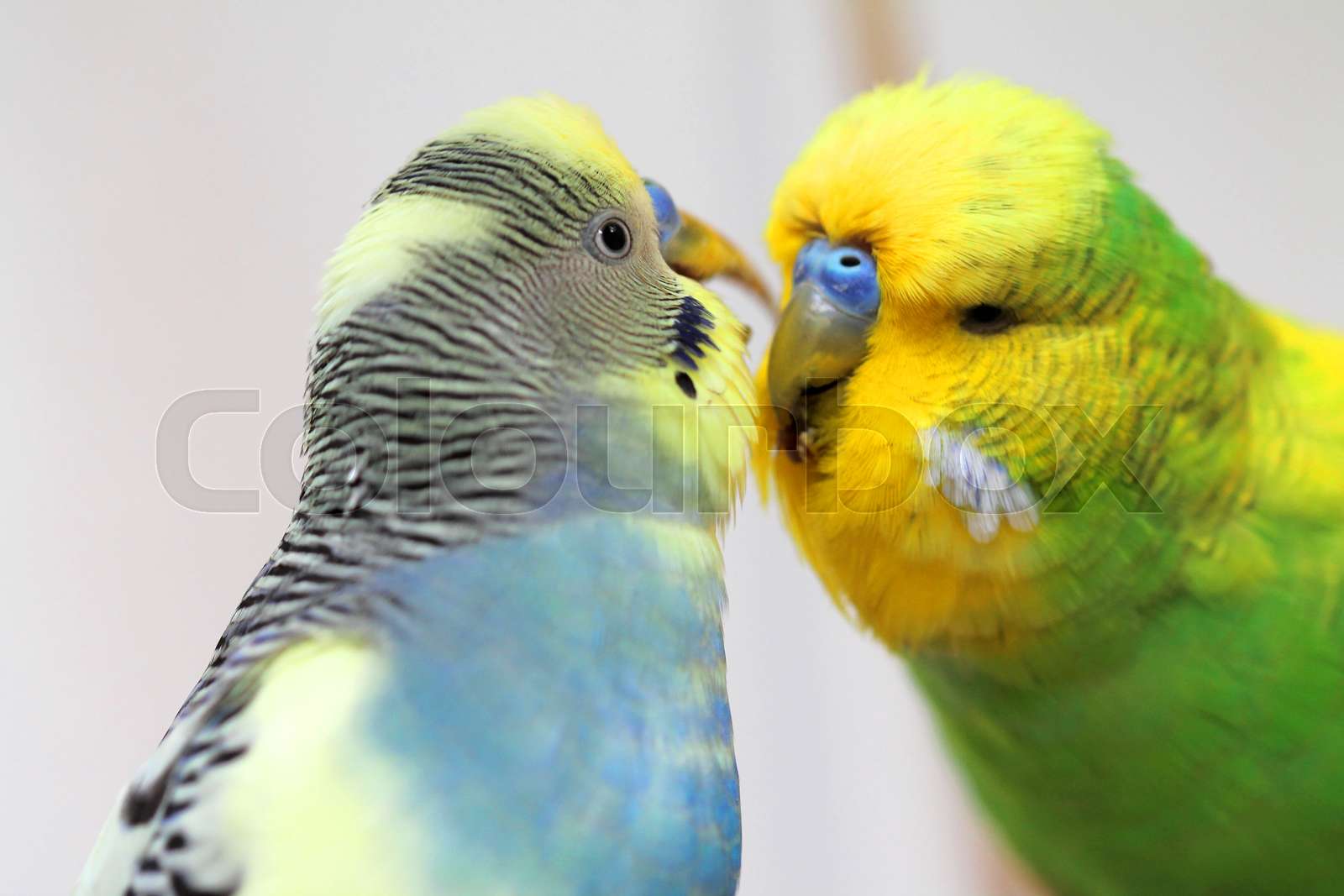 En australsk og en engelsk han undulat der er gode venner | Stock foto ...