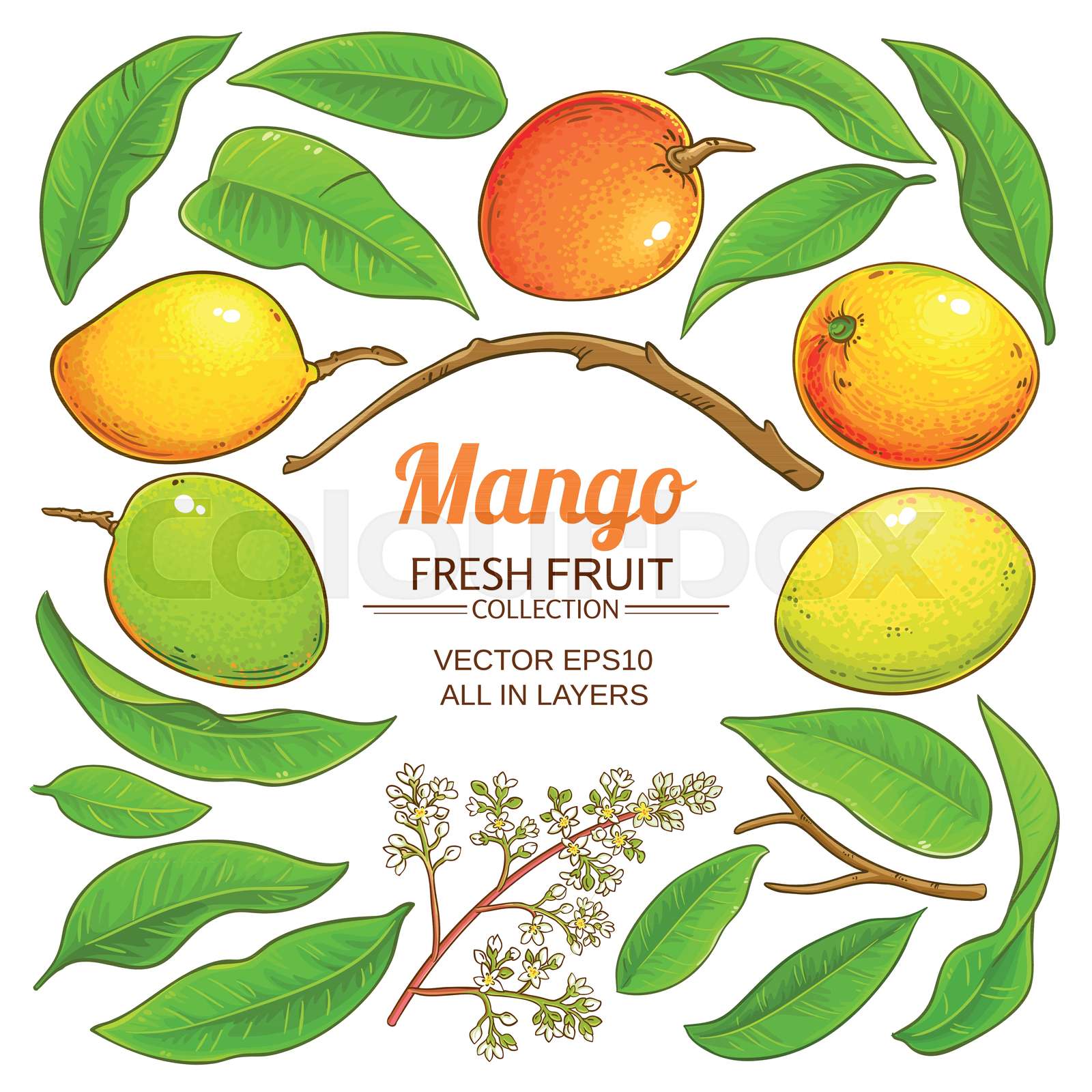 mango plant vector | Stock vector | Colourbox