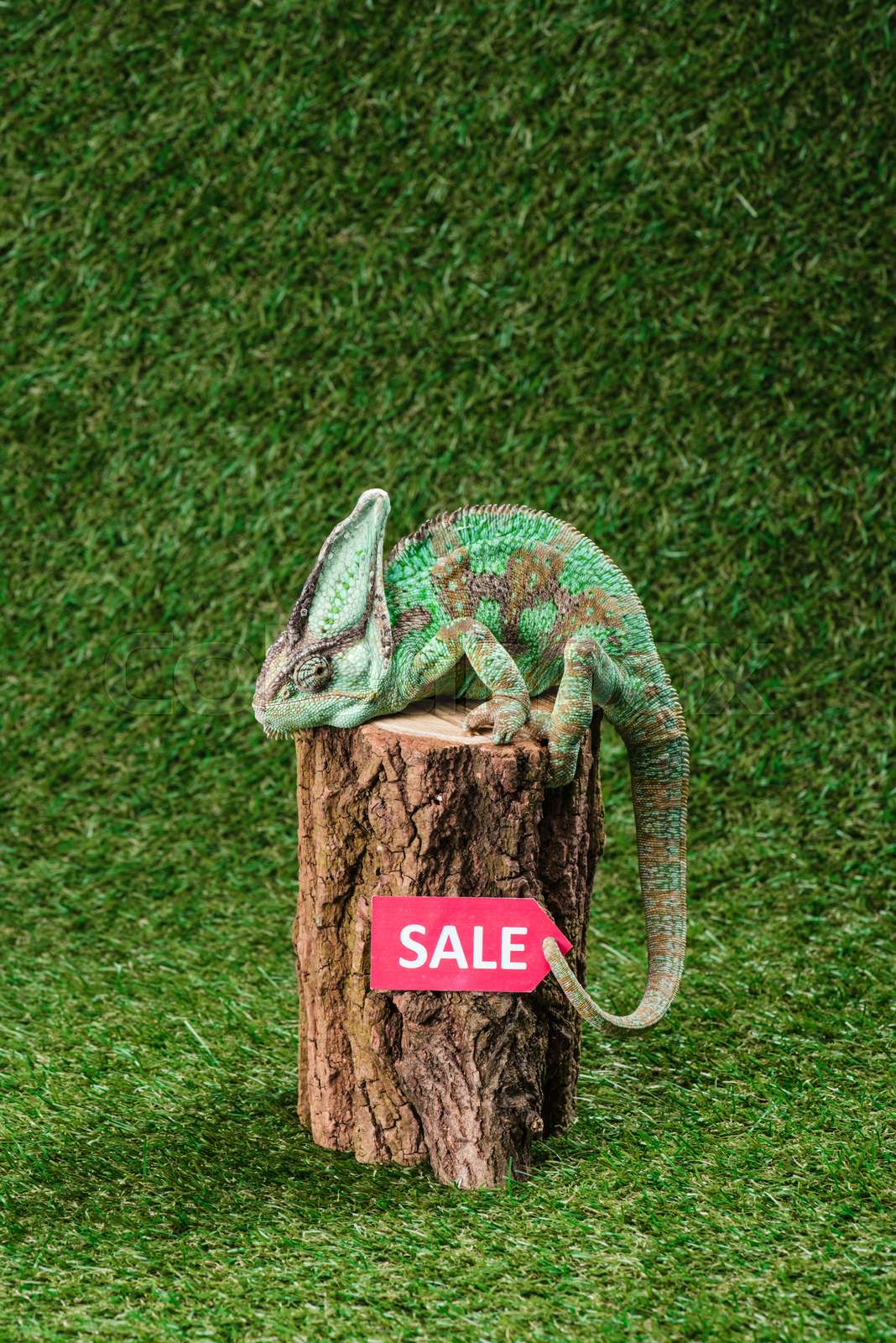 side view of beautiful bright green chameleon sitting on stump with ...