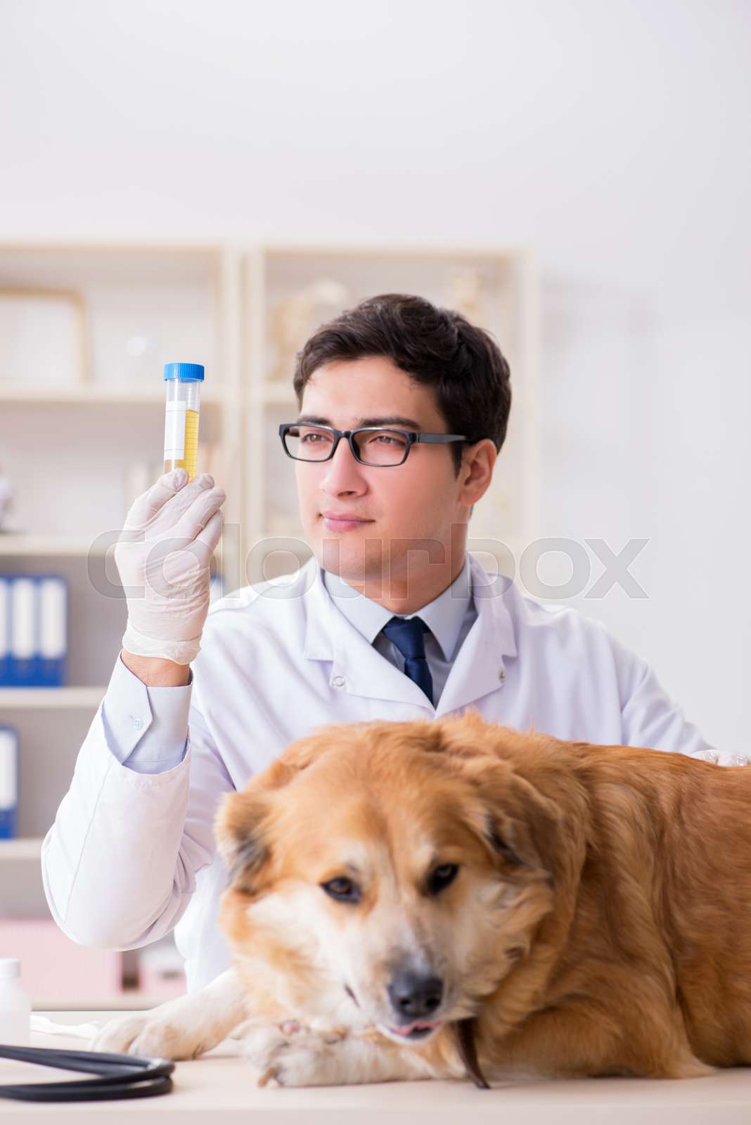 Doctor examining golden retriever dog in vet clinic | Stock image ...