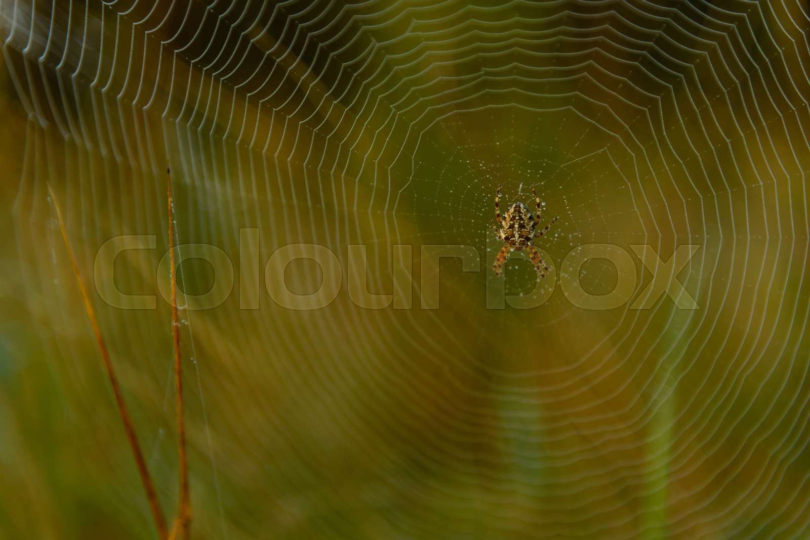 En stor flot edderkop med kors på ryggen sidderi sit store spind og ...
