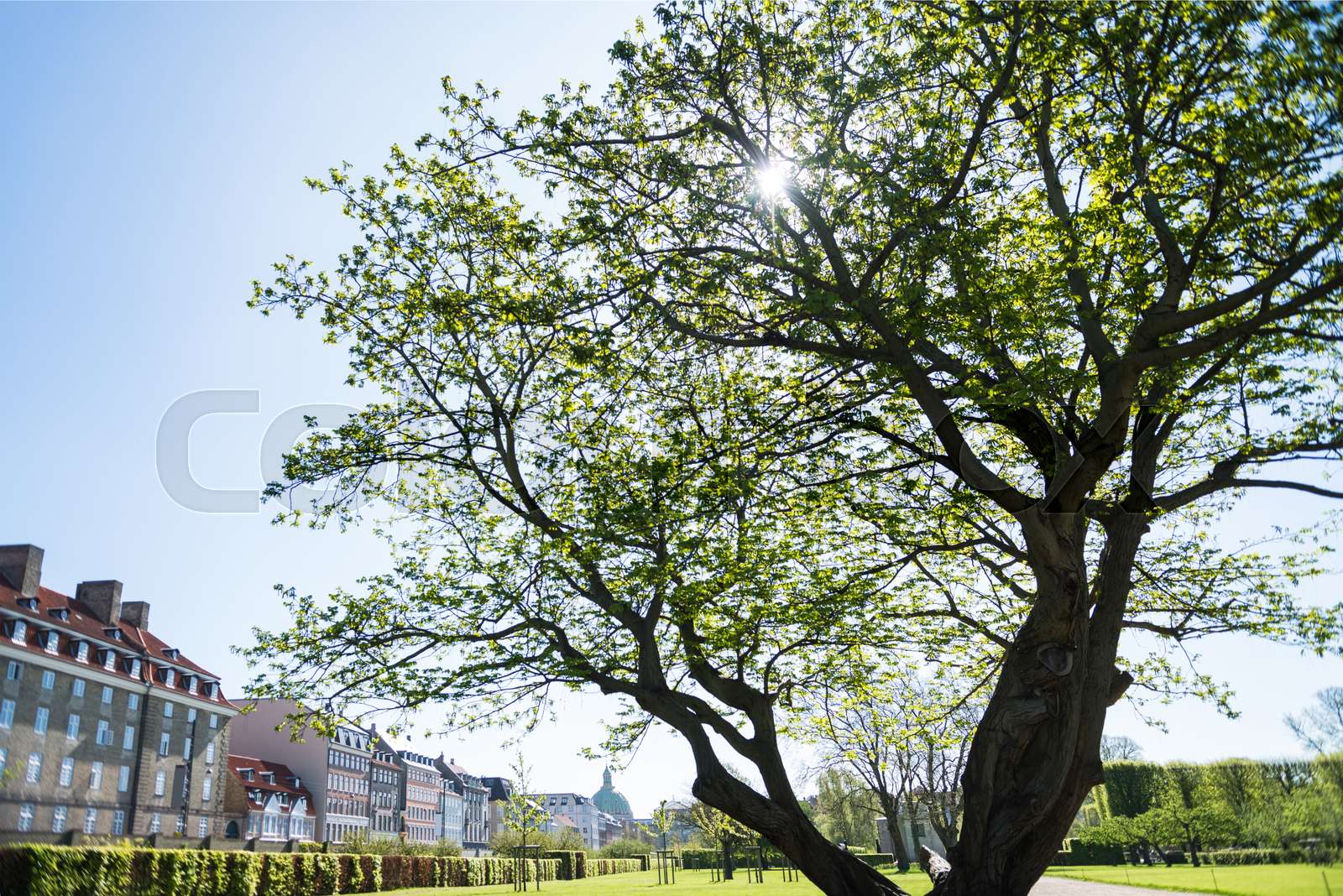 beautiful green tree and historical architecture in copenhagen, denmark ...