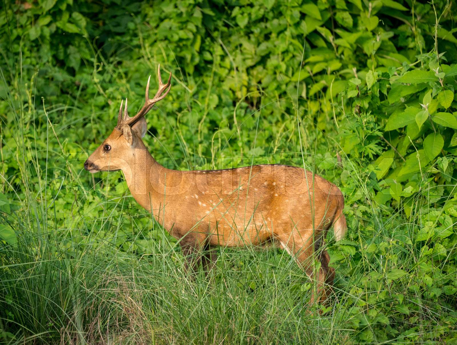 spotted or sika deer in the jungle | Stock image | Colourbox