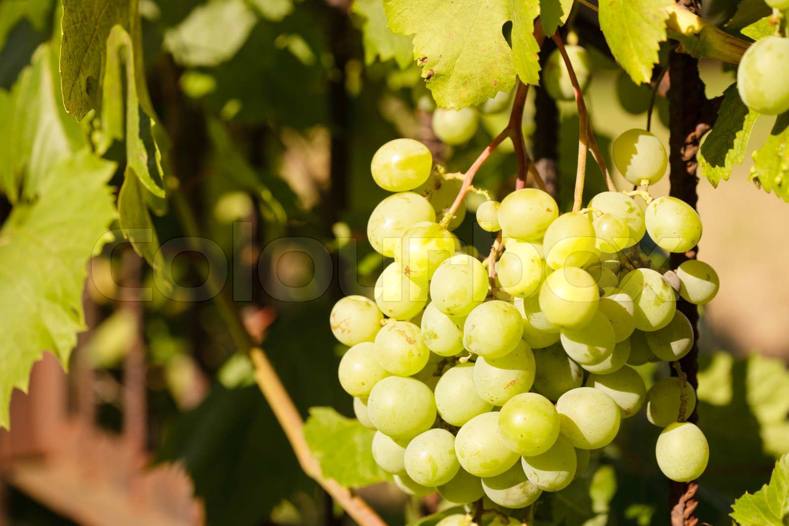 Klase vindruer på baggrundsbelysningen på aftenen glød | Stock foto ...