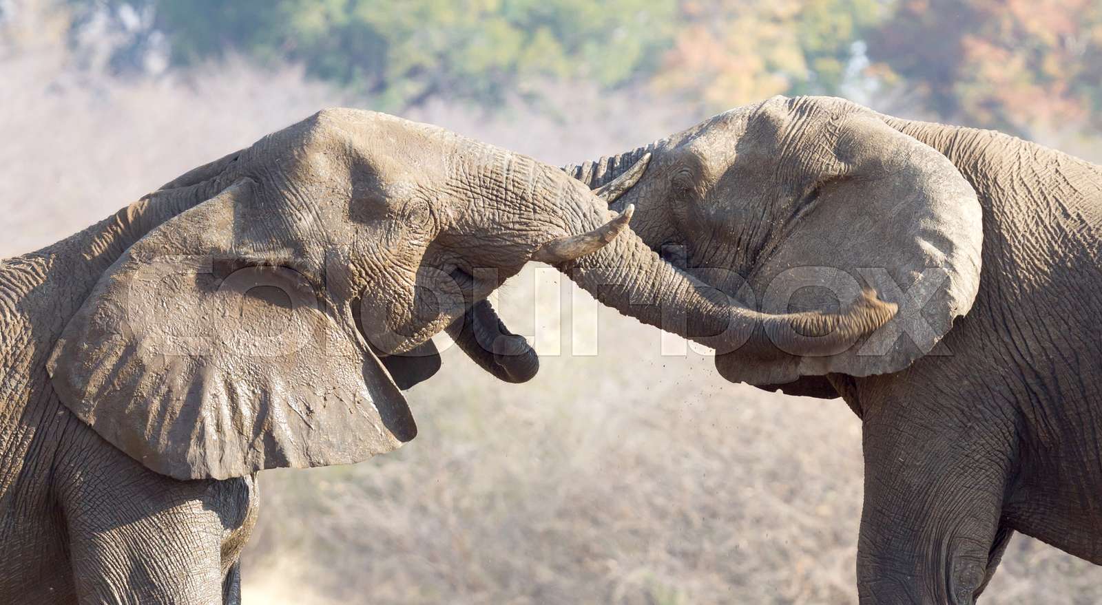 African elephants cuddling | Stock image | Colourbox