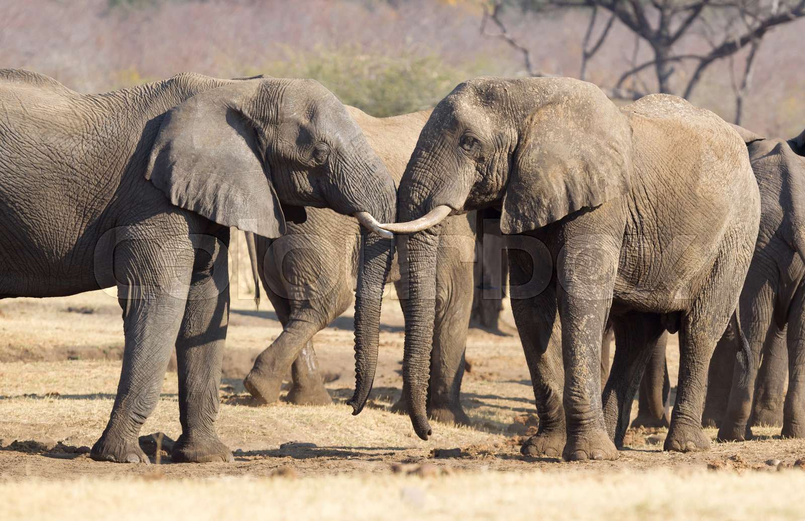African elephants cuddling | Stock image | Colourbox