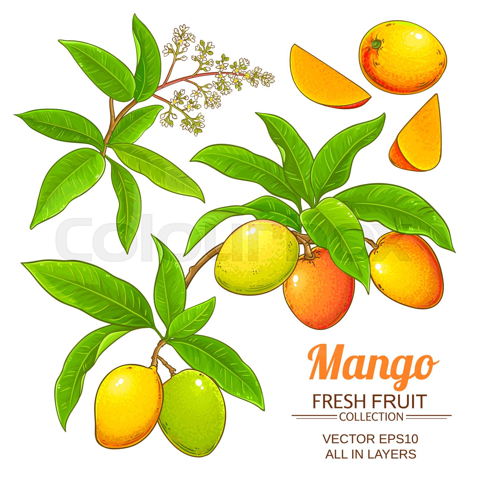 mango vector set | Stock vector | Colourbox