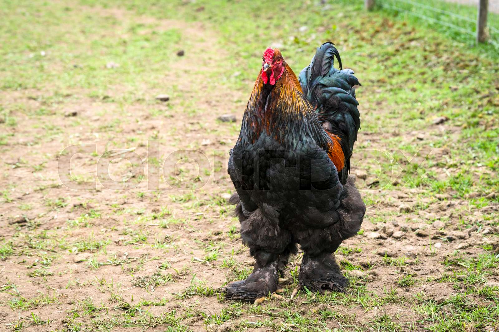 Large rooster with fluffy feet walking | Stock image | Colourbox