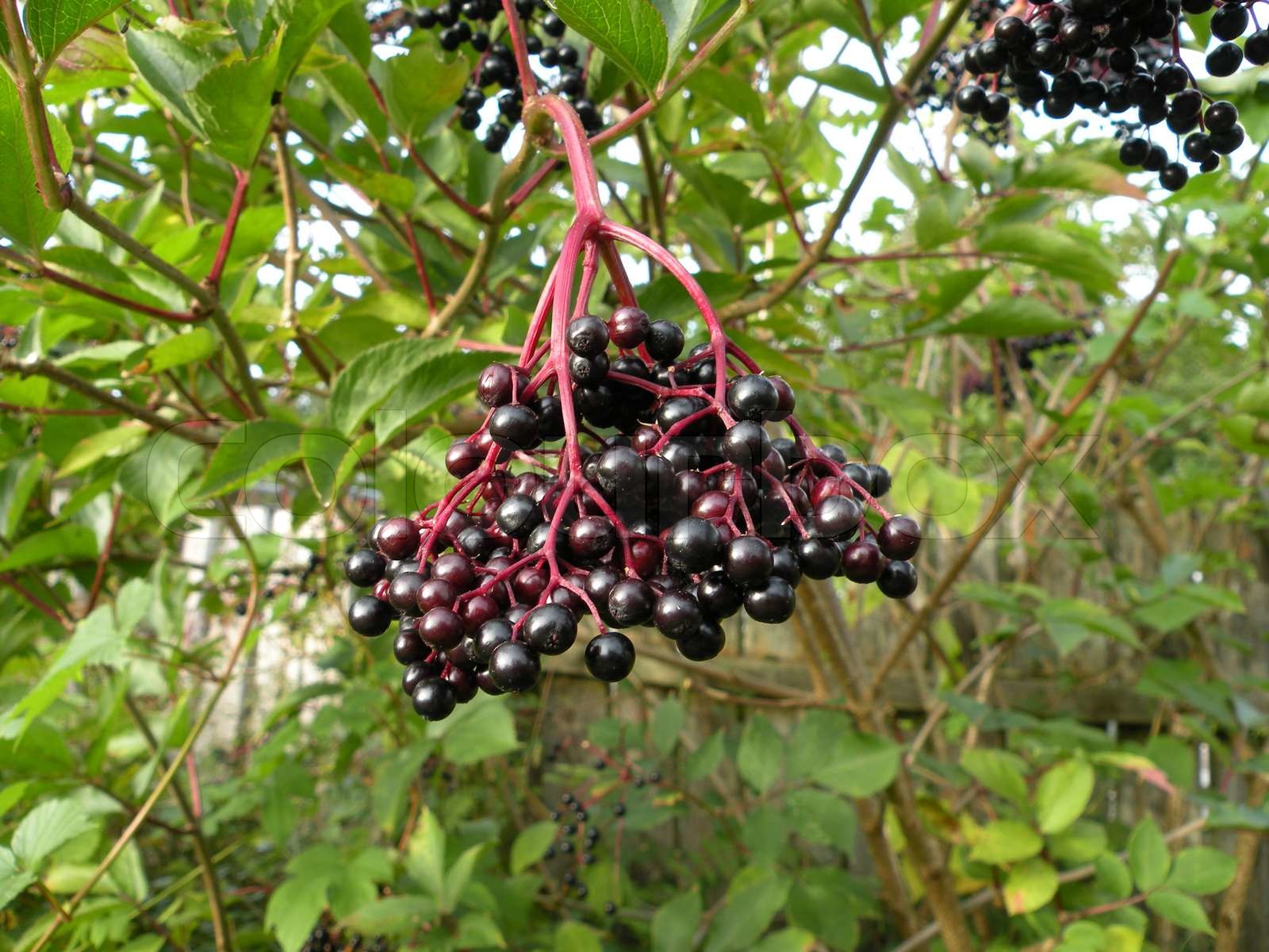 reife Holunderbeeren auf Baum , Busch | Stock Bild | Colourbox