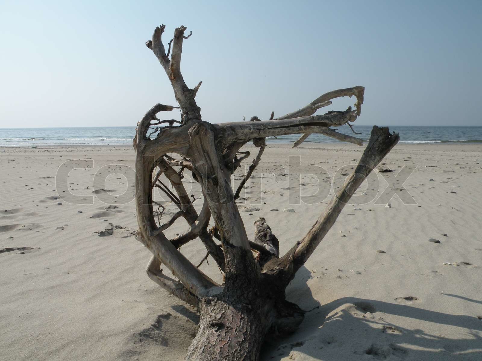 look through tree roots on beach at north sea | Stock image | Colourbox