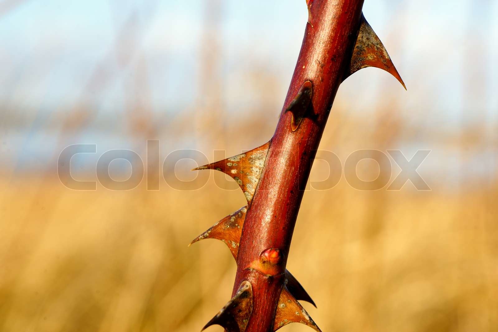 Branch with many sharp thorns | Stock image | Colourbox