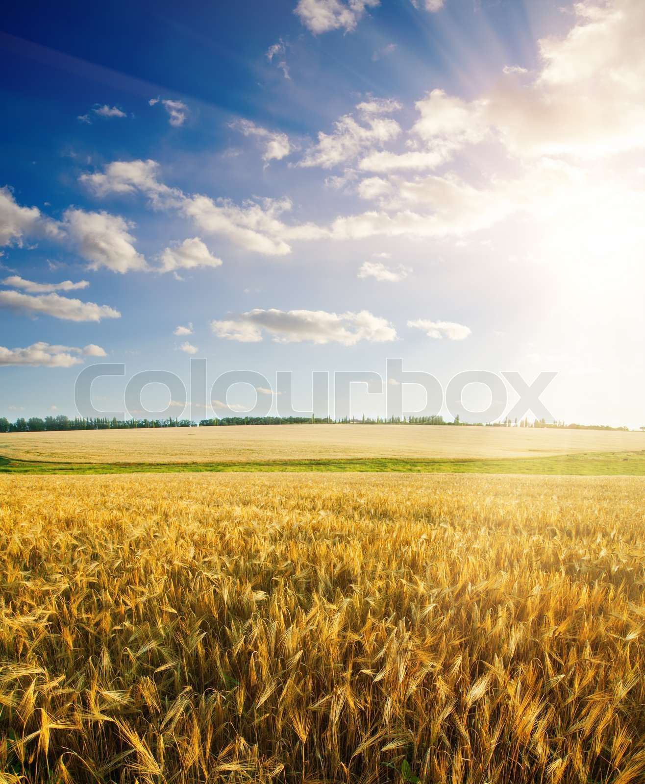 hvedemark under overskyet himmel med sol | Stock foto | Colourbox