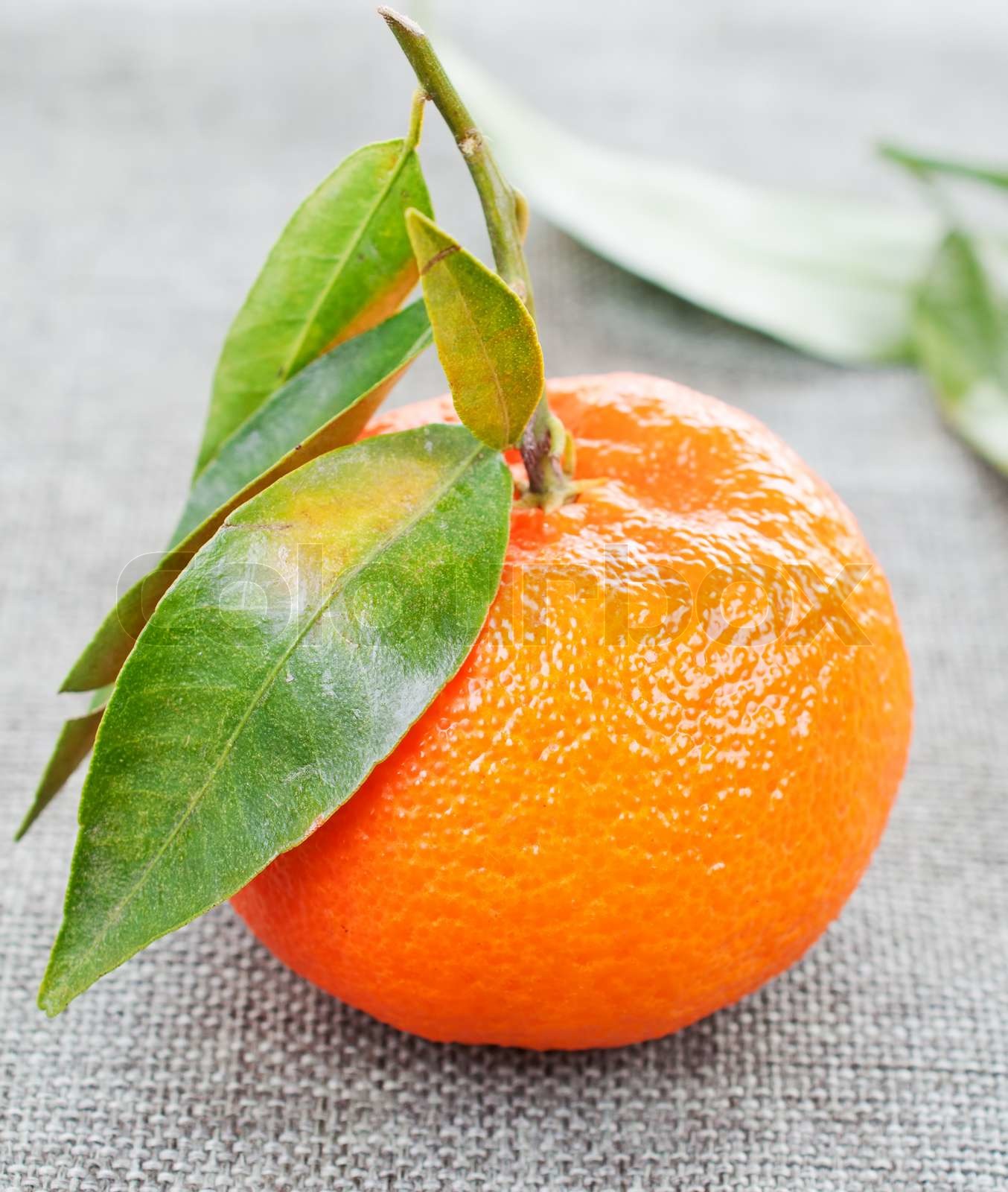 Mandarin with green leaves close up | Stock image | Colourbox