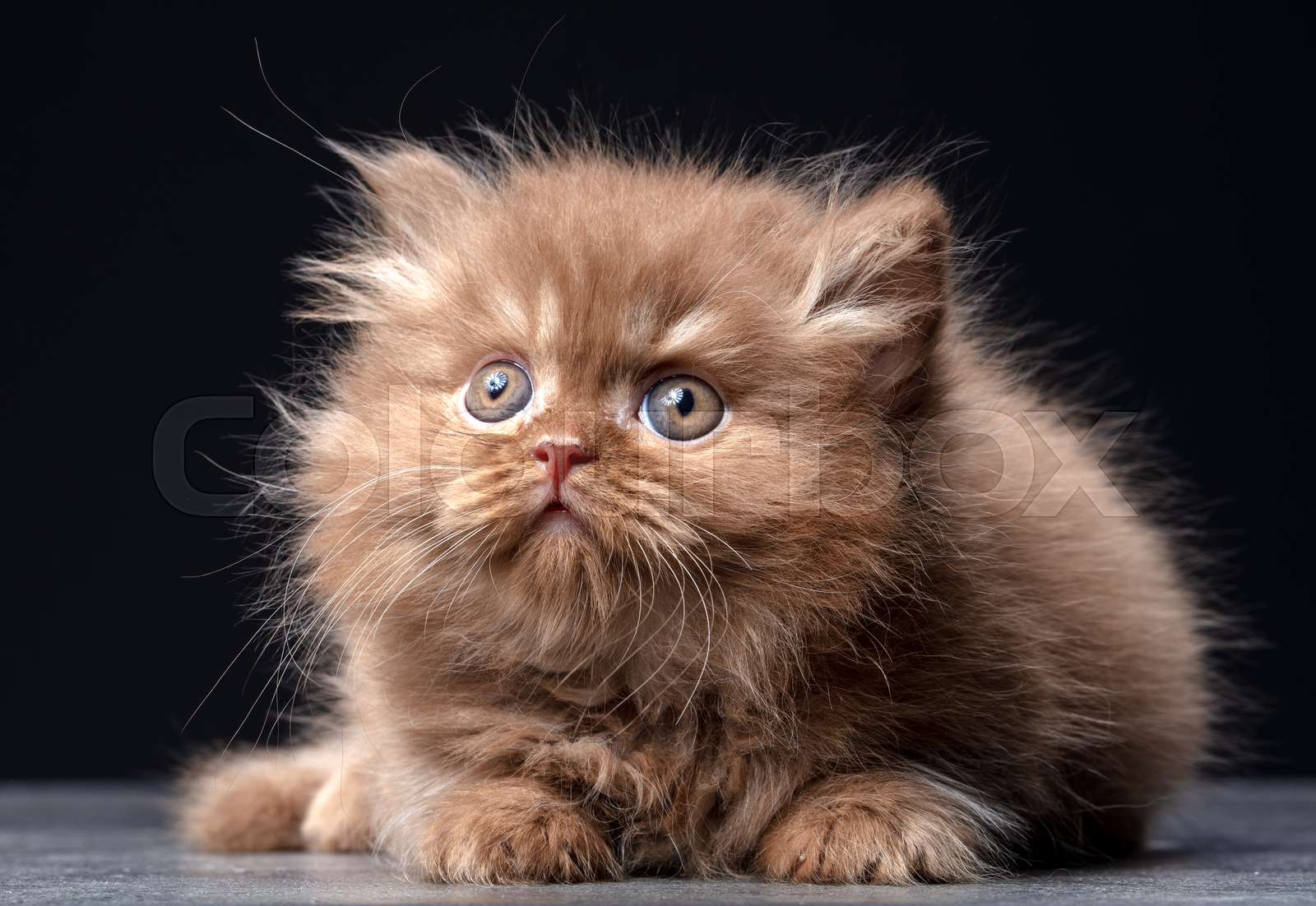 british long hair kitten | Stock image | Colourbox