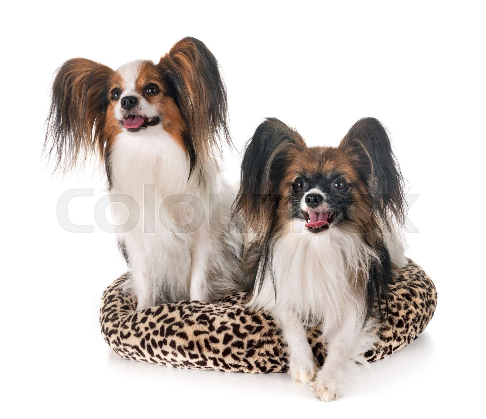 White Papillon Dog